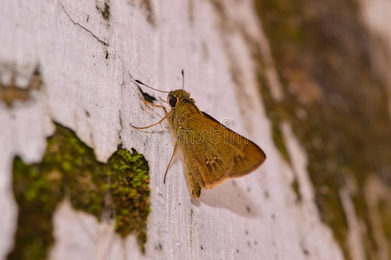 Butterflies Captured Using a Camera Stock Image - Image of leaf, design ...