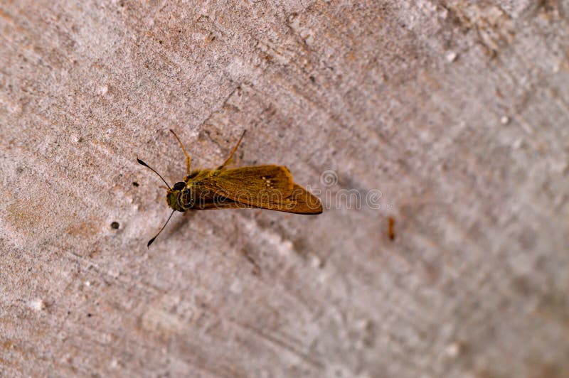 Butterflies Captured Using a Camera Stock Image - Image of animal ...