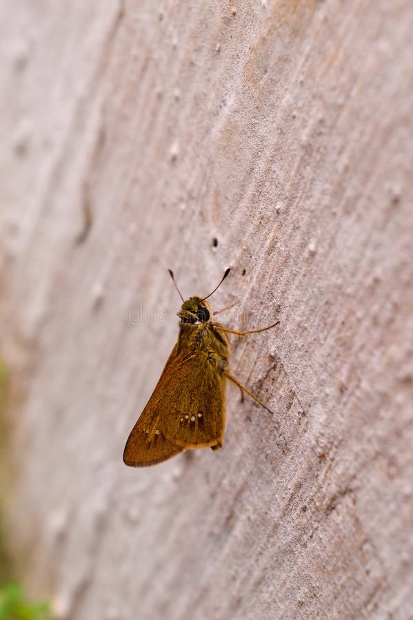 Butterflies Captured Using a Camera Stock Photo - Image of bright ...