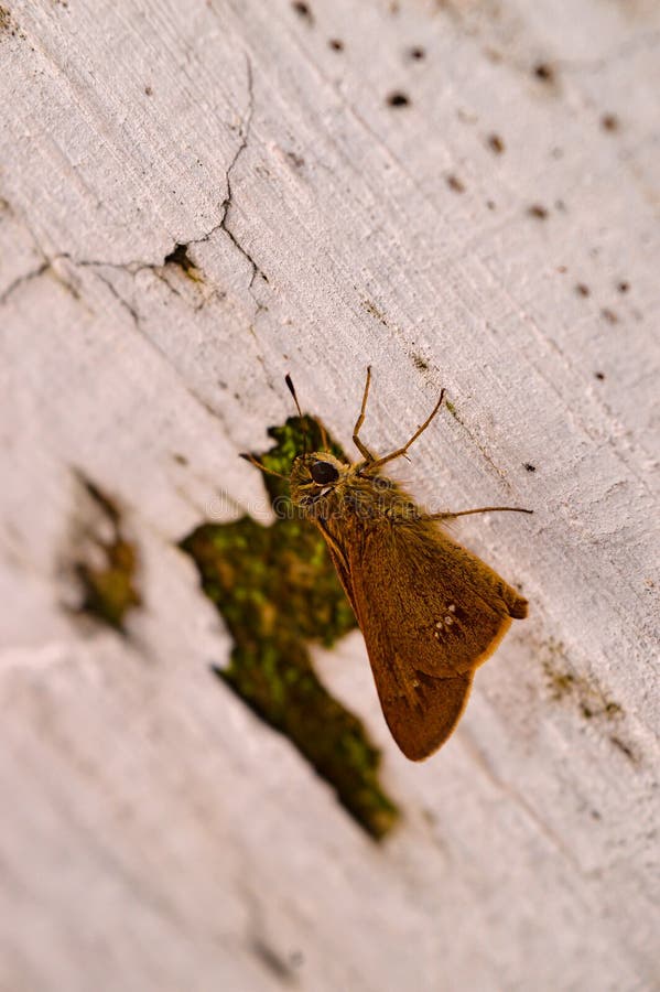 Butterflies Captured Using a Camera Stock Image - Image of closeup ...