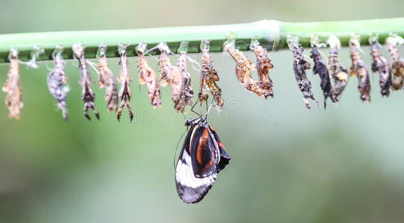 Butterflies and cocoons stock image. Image of chrysalis - 32276715