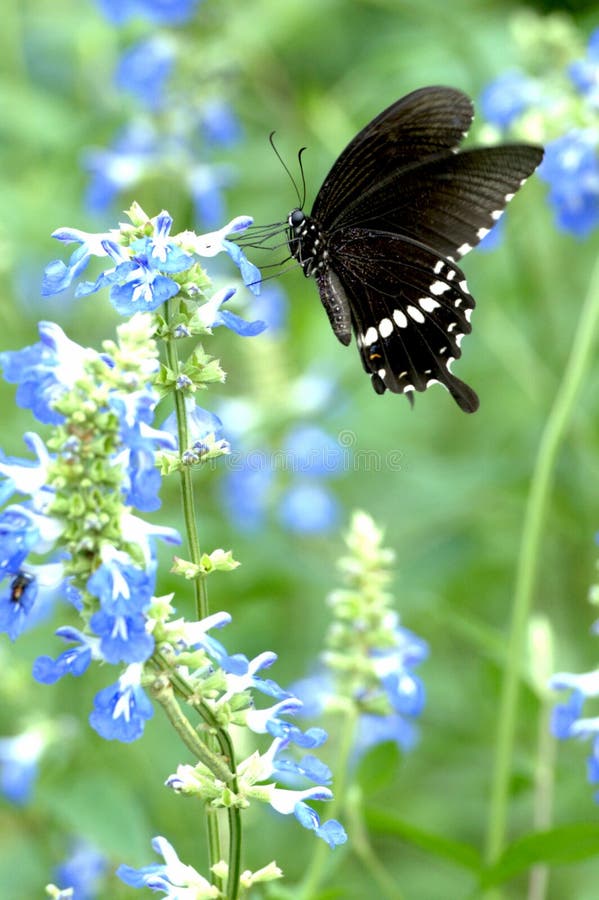 Butterflies stock image. Image of collect, butterflies - 44699651