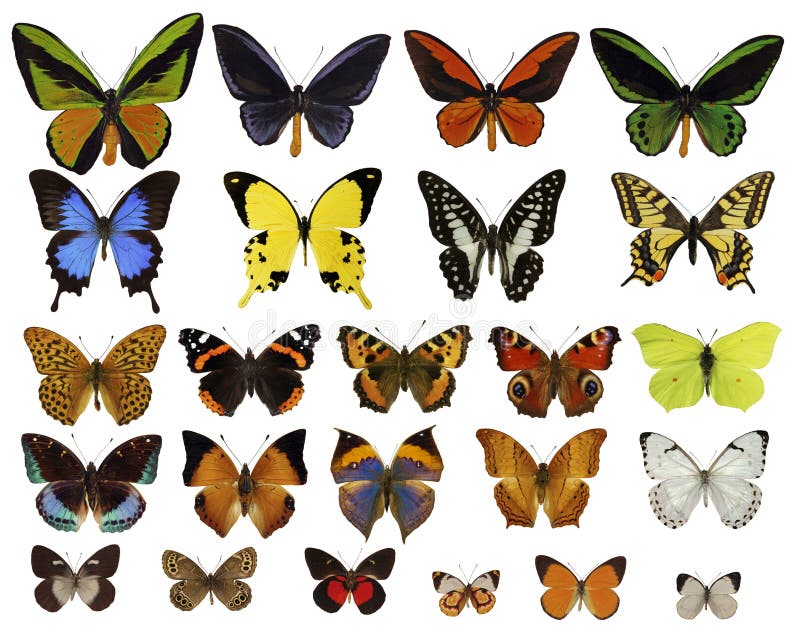 Butterflies Collection Colorful Isolated on White Stock Image - Image ...