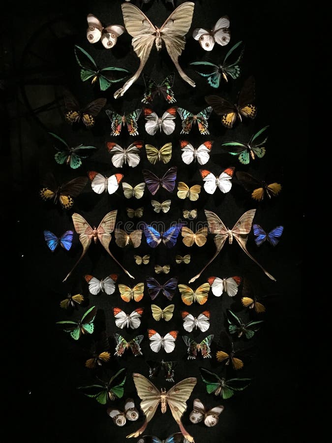 Butterflies Collection Colorful Isolated on White Stock Image - Image ...