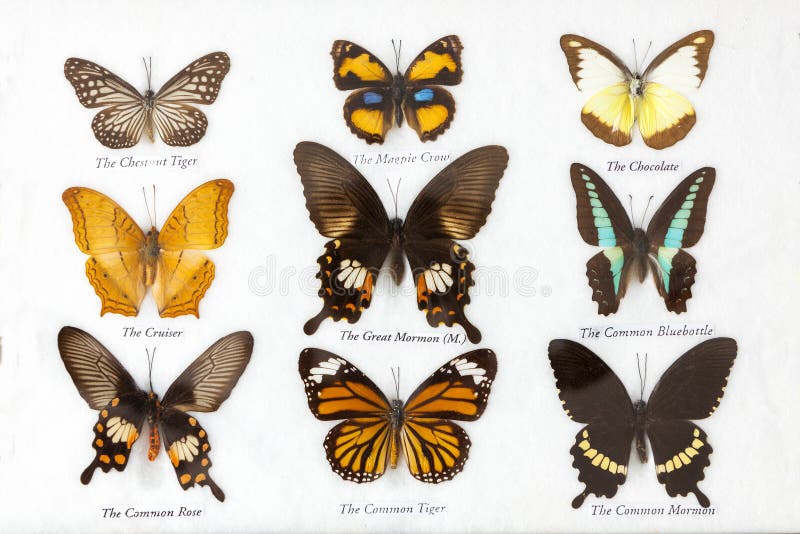 Butterflies collection stock image. Image of animals - 42194975
