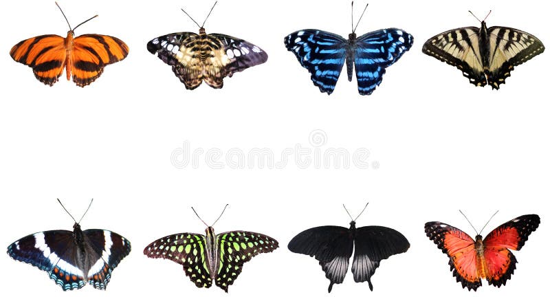 Butterflies Collection on White Background Stock Image - Image of ...