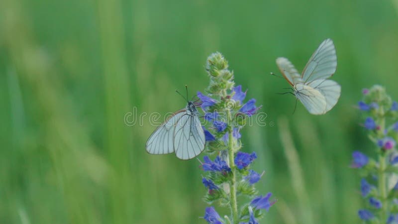 Butterflies Create a Mesmerizing Dance As they Flit between the Petals ...