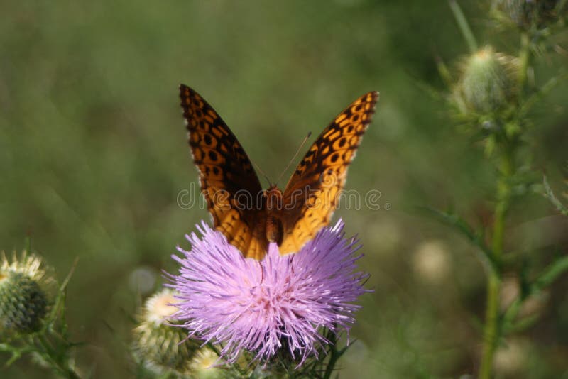 Butterflies Met in the Field Asters Stock Photo - Image of ecology ...