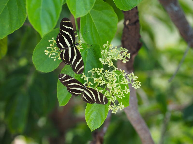Butterflies on a Flowering Tree Stock Photo - Image of stripes, plant ...