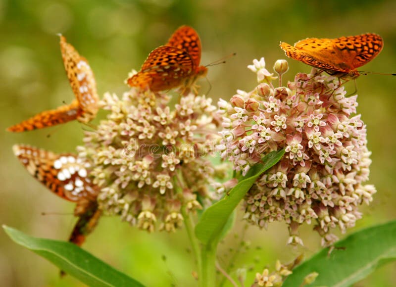 Butterflies on Chamisa stock image. Image of group, pollen - 7280365