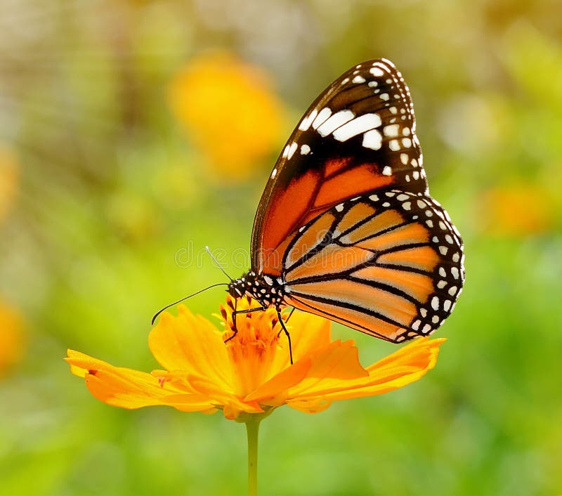 Yellow Flowre Garden Stock Photos - Free & Royalty-Free Stock Photos ...