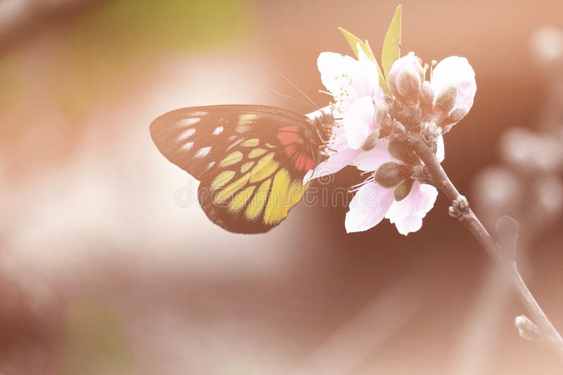 Butterflies stock image. Image of fluttering, insect - 97078997