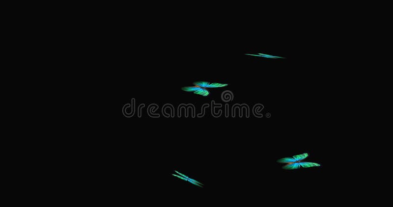 Butterflies Flying with Alpha Channel. 4K Stock Video - Video of flower ...