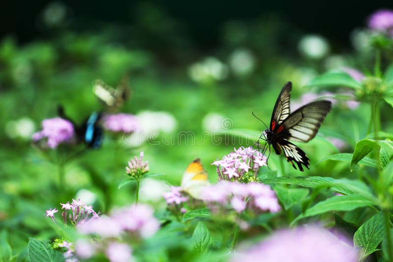 Butterflies stock image. Image of flower, outdoors, freshness - 40094231