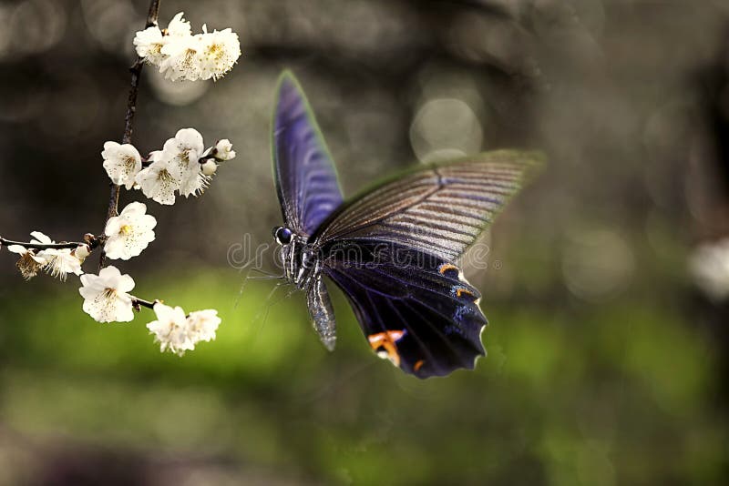 Butterflies Flying in Flower Stock Image - Image of nature, blossom ...