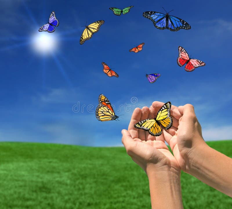 Beautiful Butterflies Flying Free in an Open Field Stock Photo - Image ...