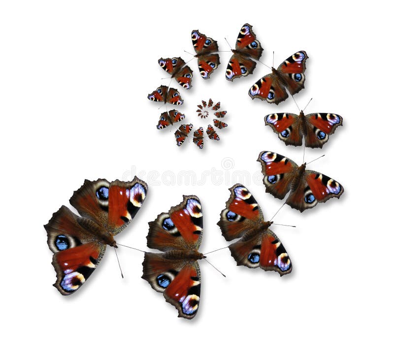35+ Spiral butterflies Free Stock Photos - StockFreeImages