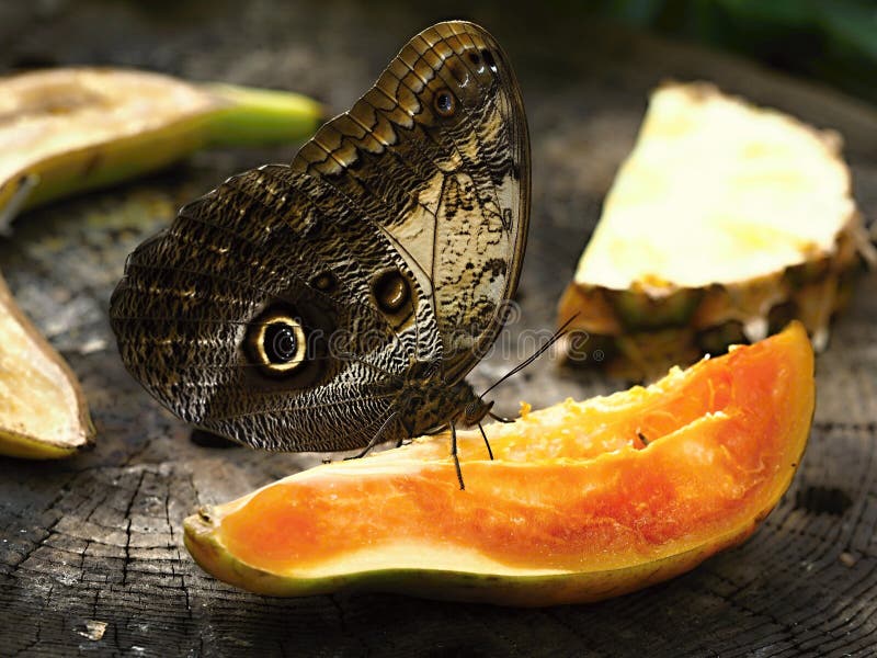 Butterfly Swirls Stock Photos - Free & Royalty-Free Stock Photos from ...