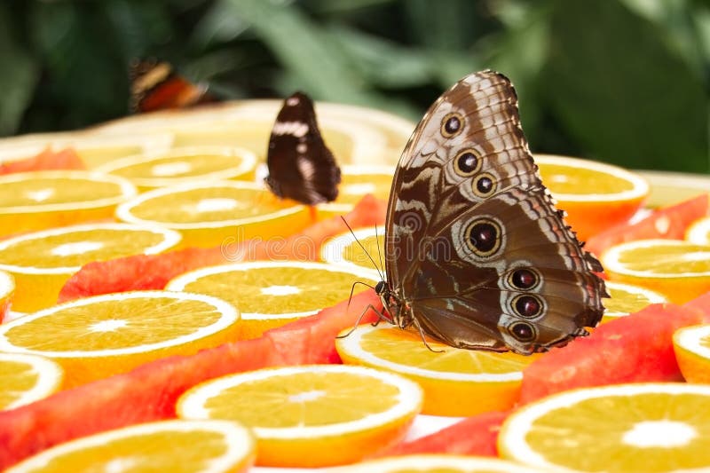 Steam Train stock photo. Image of train, pulling, wight - 2810628