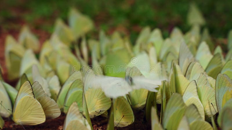 Butterflies Gather on Forest Floor, Fluttering Wings Create Dynamic ...