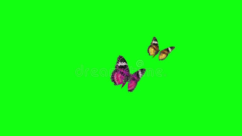 Yellow Butterflies Green Screen Stock Video Video Of Honeymoon Blue