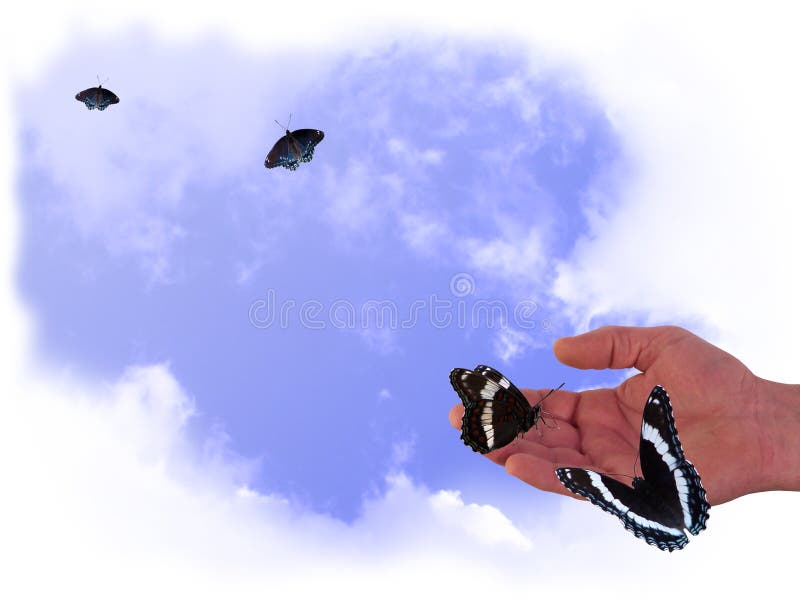Butterflies on Hand stock photo. Image of flutter, insect - 896604