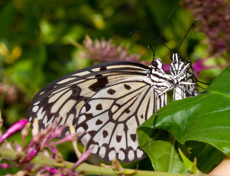 Butterflies Hug stock image. Image of morning, colorful - 12070193