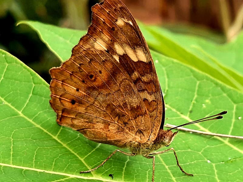 Butterflies are Insects Belonging To the Order Lepidoptera, or & X27 ...