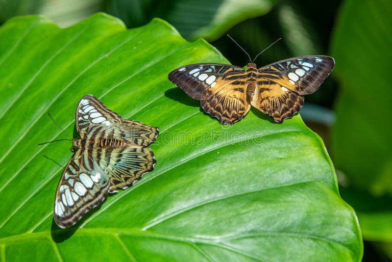 Butterflies on a leaf stock photo. Image of natural - 296145766