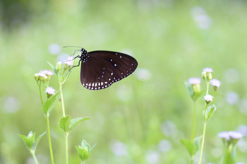 Butterflies Live in Gardens. Stock Image - Image of feeding, white ...