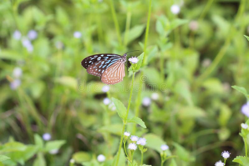Butterflies Live in Gardens. Stock Photo - Image of natural, feeding ...