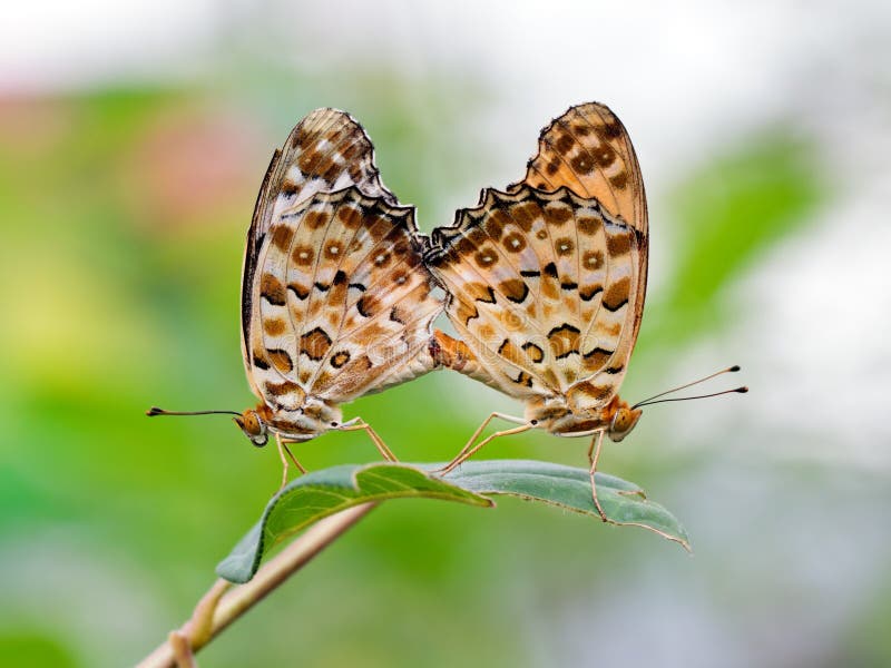 Butterflies in love stock image. Image of mating, colourful - 26192041