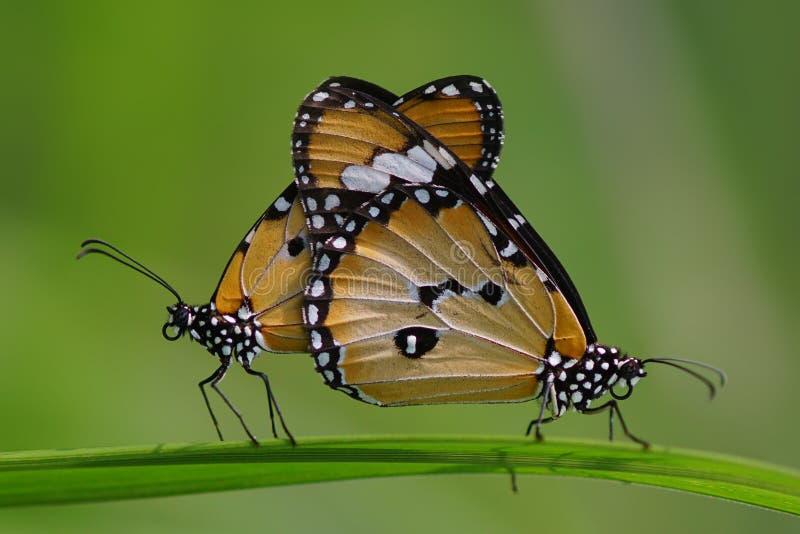 Butterflies are Mating, Butterfly are Mating, Stock Image - Image of ...