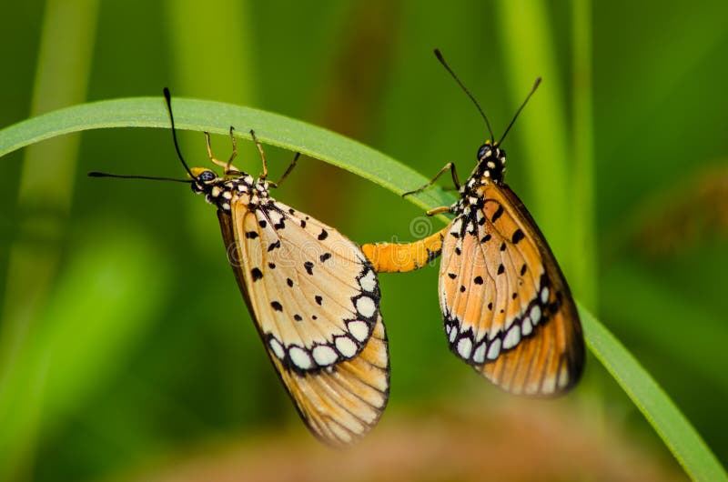 Butterflies Mating on the Hand Stock Photo - Image of wing, courtship ...