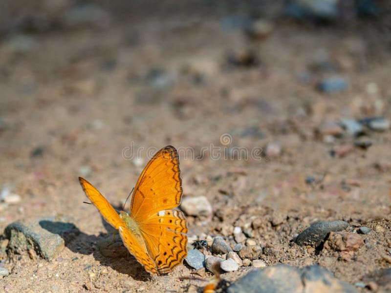 Butterflies In Nature, Beautiful Butterfly Of Nature Stock Photo ...