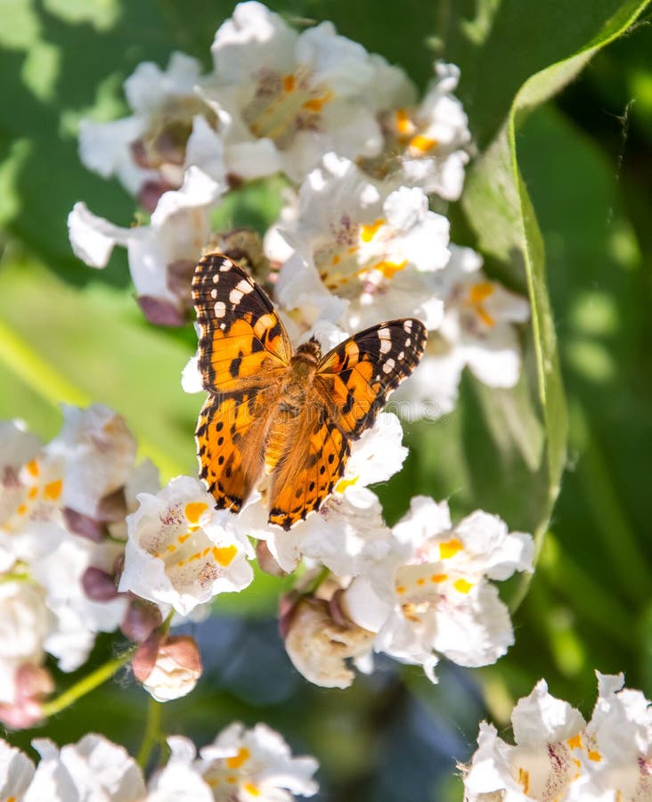 Butterflies are One of the Most Amazing Creatures Stock Photo - Image ...