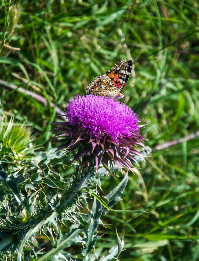 Butterflies are One of the Most Amazing Creatures Stock Image - Image ...