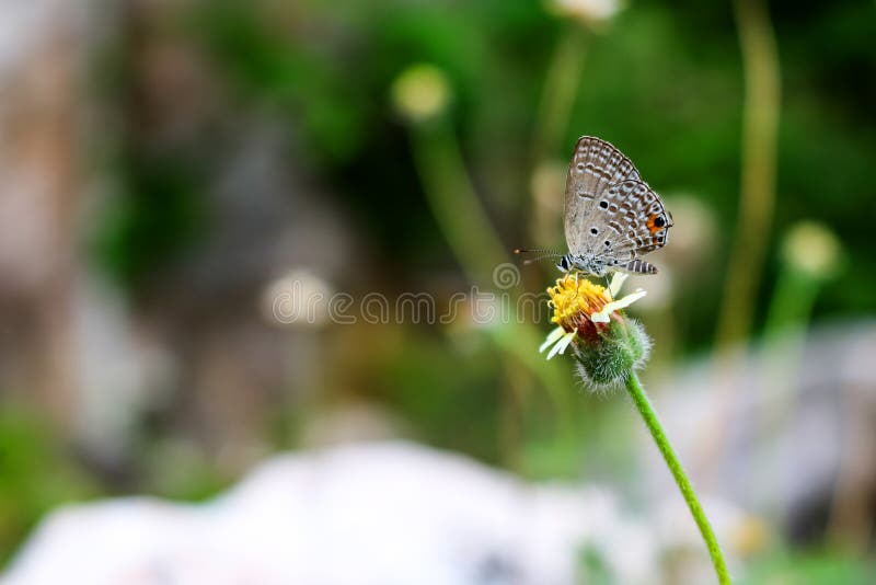 Butterflies Perch on Flowering Grass Stock Photo - Image of grass ...