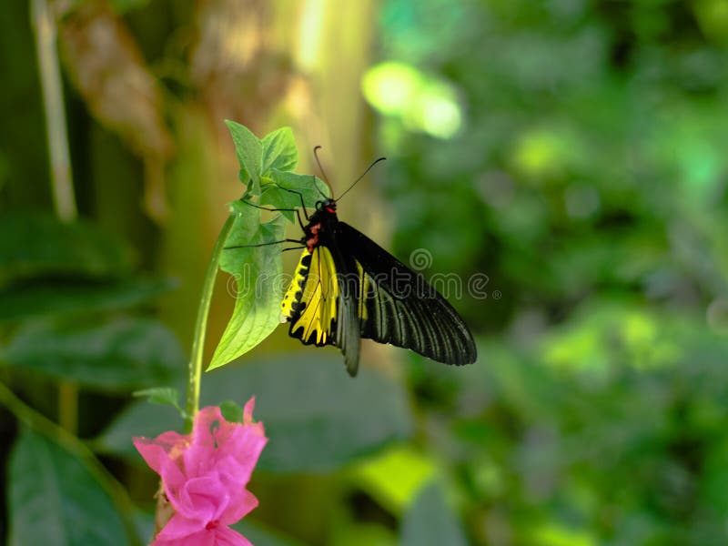 Butterflies Perch To Feed on Nectar on Trees. Stock Image - Image of ...