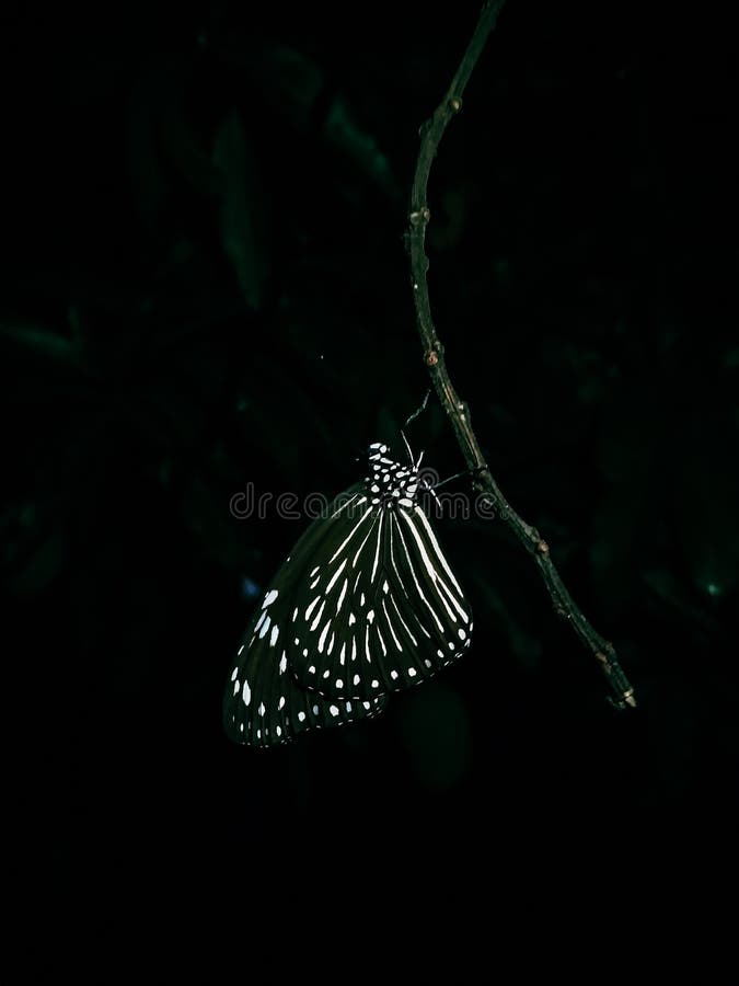 Butterflies Reach at Night in Mango Trees Stock Image - Image of ...
