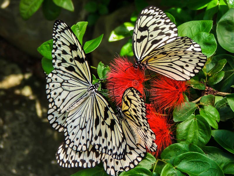Butterflies on red flowers stock photo. Image of feeding - 65754674