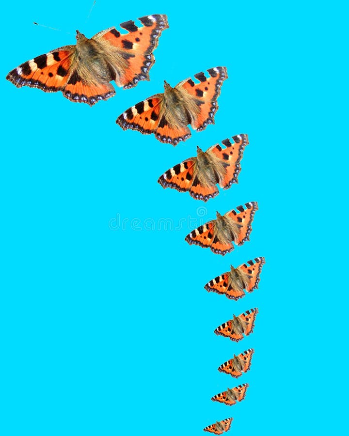 Butterflies stock image. Image of california, flowers - 105018257