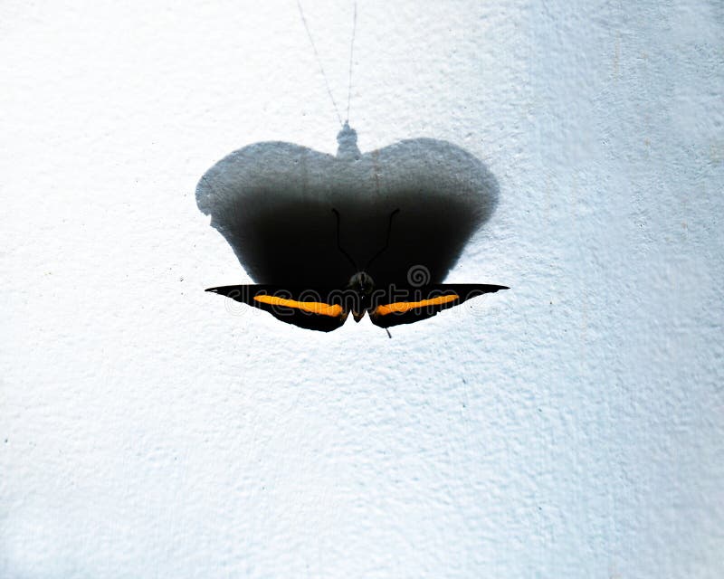 A Butterflies Shadow stock image. Image of butterfly - 112311015