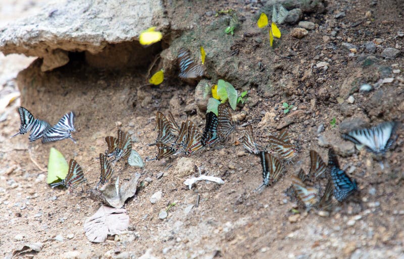 Butterflies Sit on the Ground in Nature Stock Image - Image of color ...