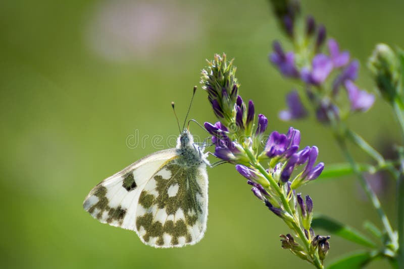 Butterflies Sitting Mound Clay Stock Photos - Free & Royalty-Free Stock ...