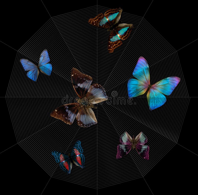 Butterflies and spiderweb stock illustration. Illustration of paintings ...