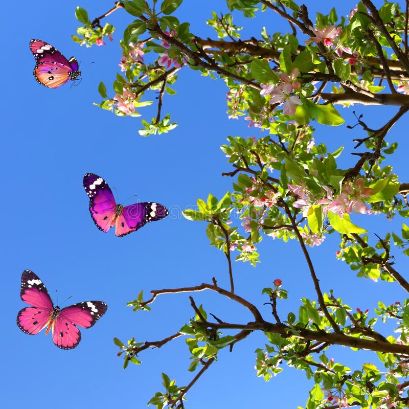 Butterflies spring flight stock image. Image of blossoming - 88573285