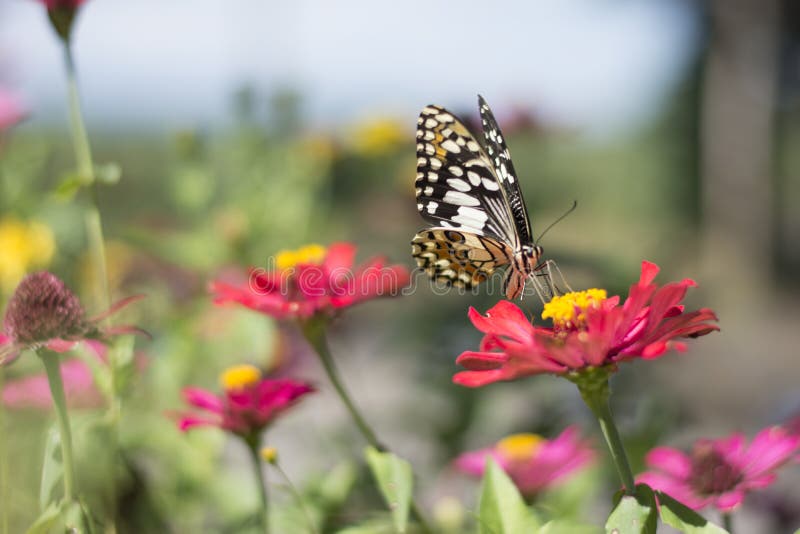 Butterflies in Spring Flying Flower Garden Stock Photo - Image of blue ...