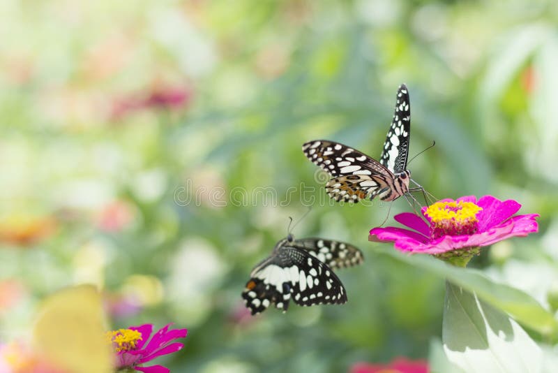 Butterflies in Spring Flying Flower Garden Stock Photo - Image of blue ...