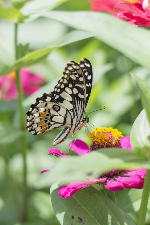 Butterflies in Spring Flying Flower Garden Stock Image - Image of bloom ...